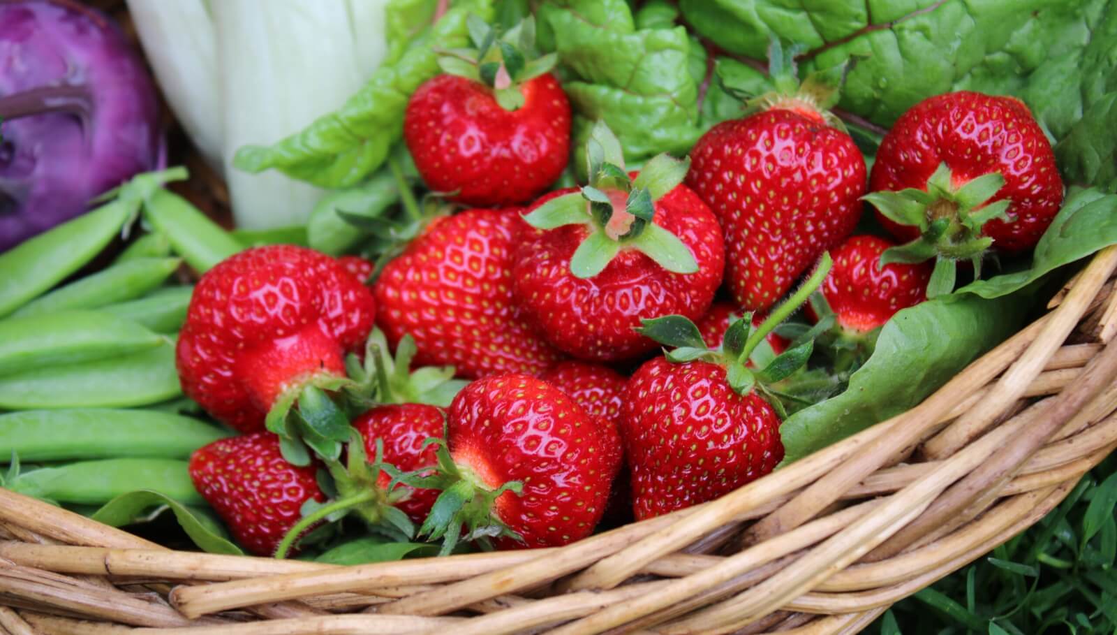 Growing Strawberries: How to Grow, Harvest, and Preserve - Forks in the ...