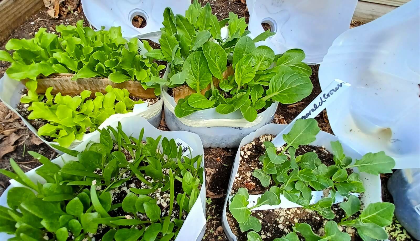 Using the Winter Sowing Technique with Vegetables - Forks in the Dirt